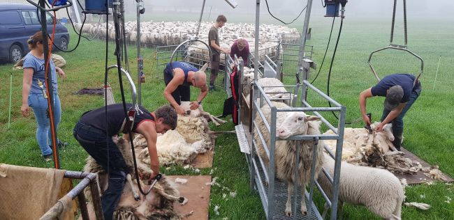 Schapen scheren - Grebbeveld